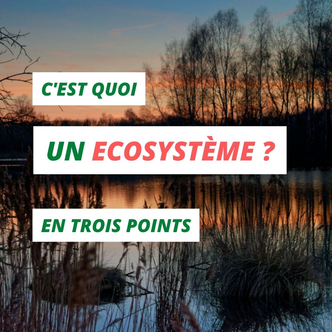 Ecosystème : c'est quoi un écosystème ? - Célébrons nos écosystèmes